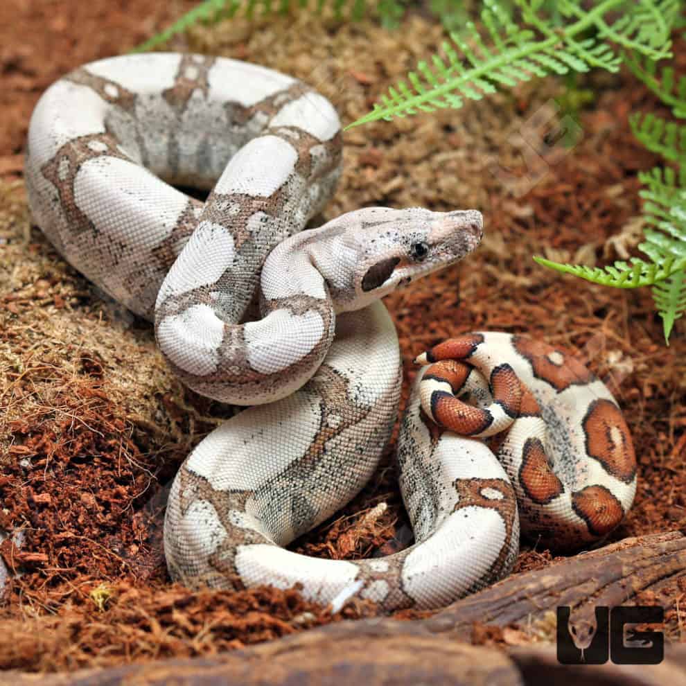 Baby Female Fire Pos. Jungle Redtail Boa (Boa constrictor imperator ...