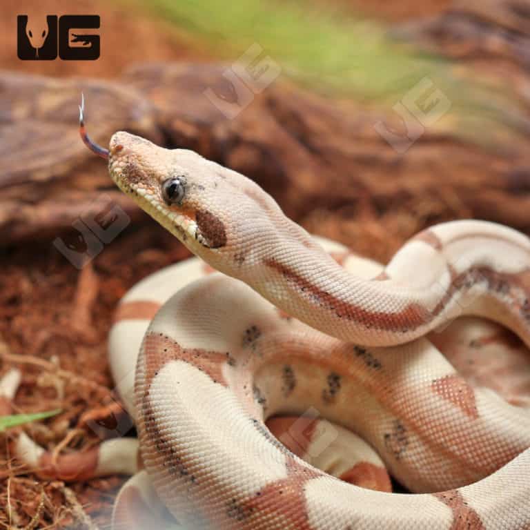 Baby Female Hypo Fire Redtail Boa (Boa constrictor imperator) For Sale ...