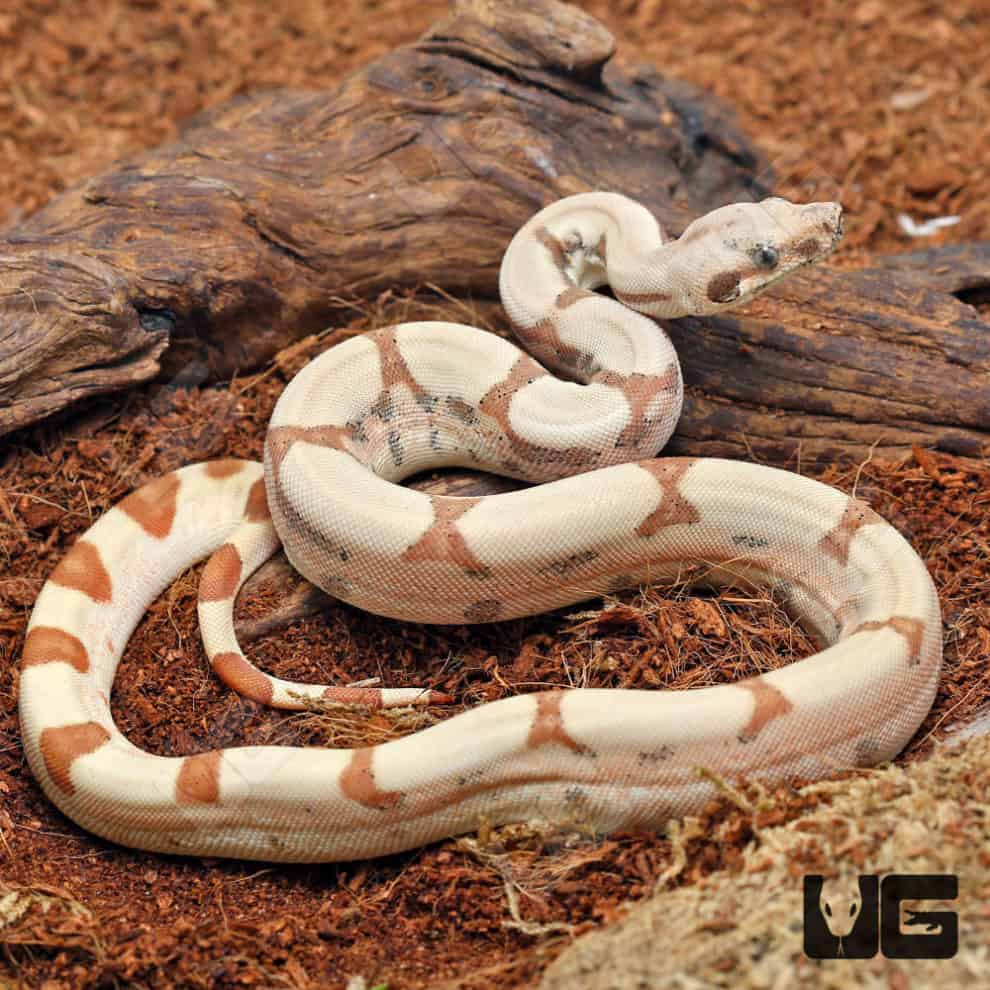 Baby Female Hypo Fire Redtail Boa (Boa constrictor imperator) For Sale ...