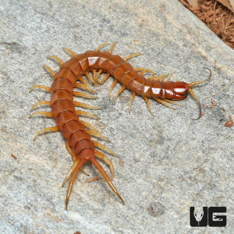 Florida Keys Giant Centipede (Scolopendra longipes) For Sale ...