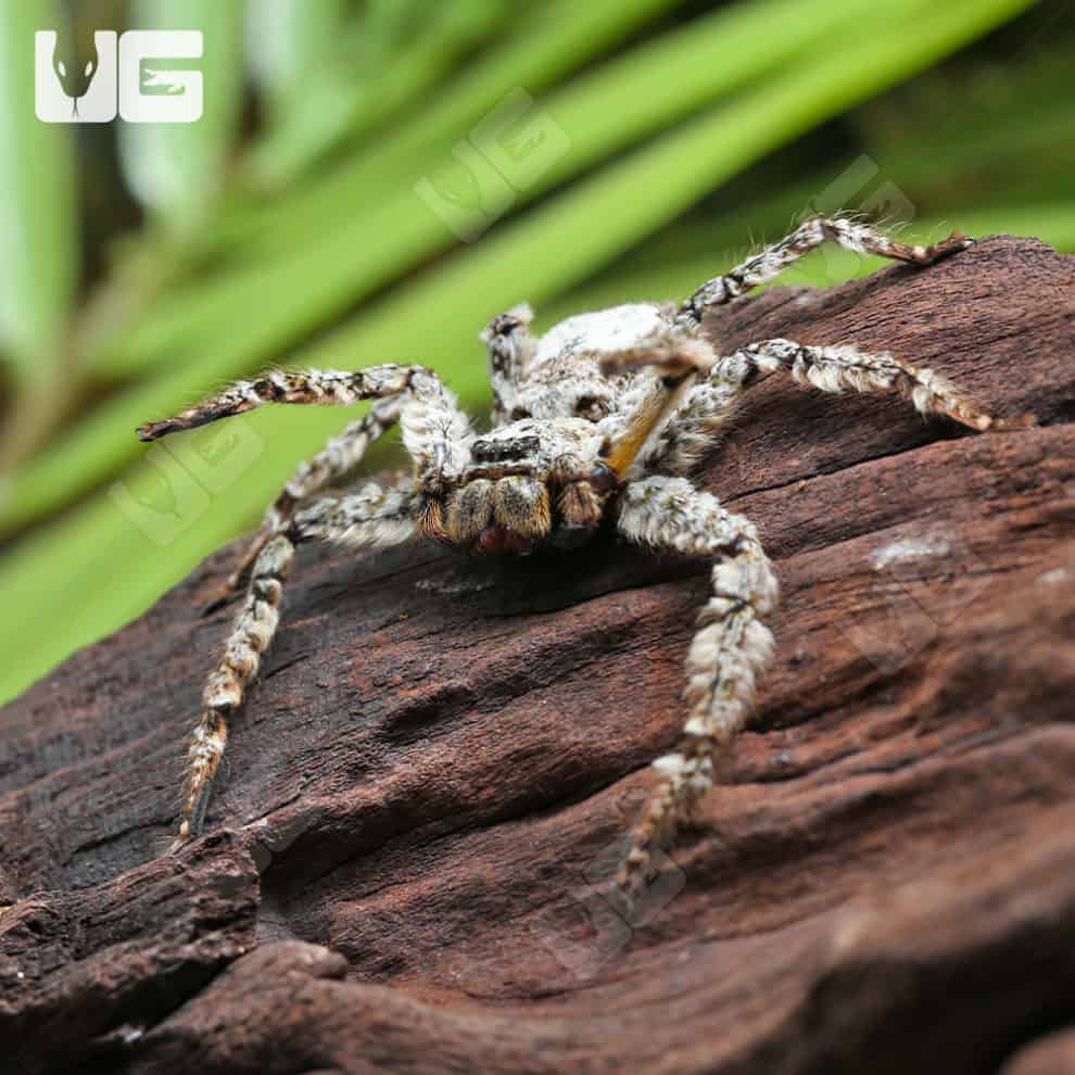 Ghost Crab Huntsman Spiders for sale - Underground Reptiles