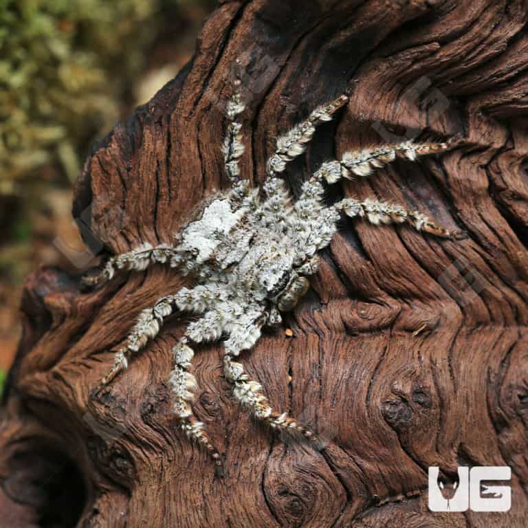 Ghost Crab Huntsman Spiders for sale - Underground Reptiles