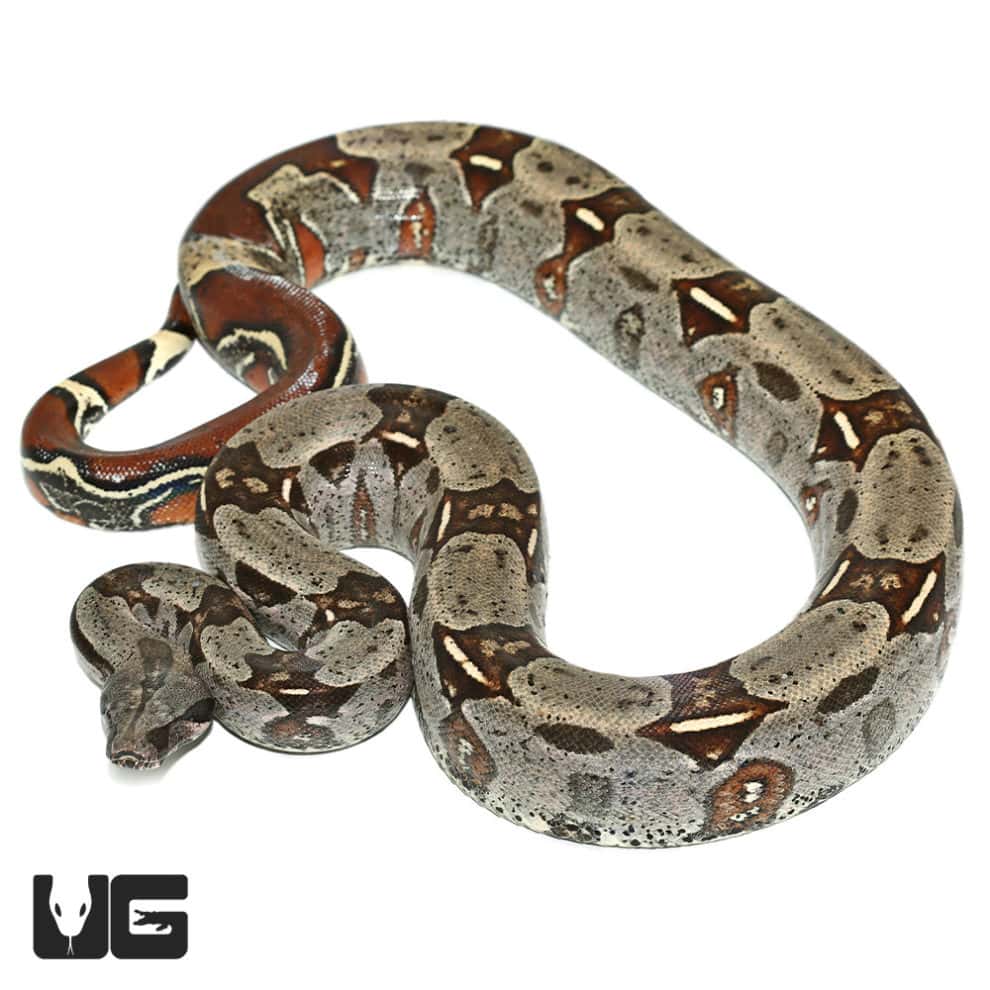 Guyana Redtail Boa (Boa c. constrictor) for sale - Underground Reptiles