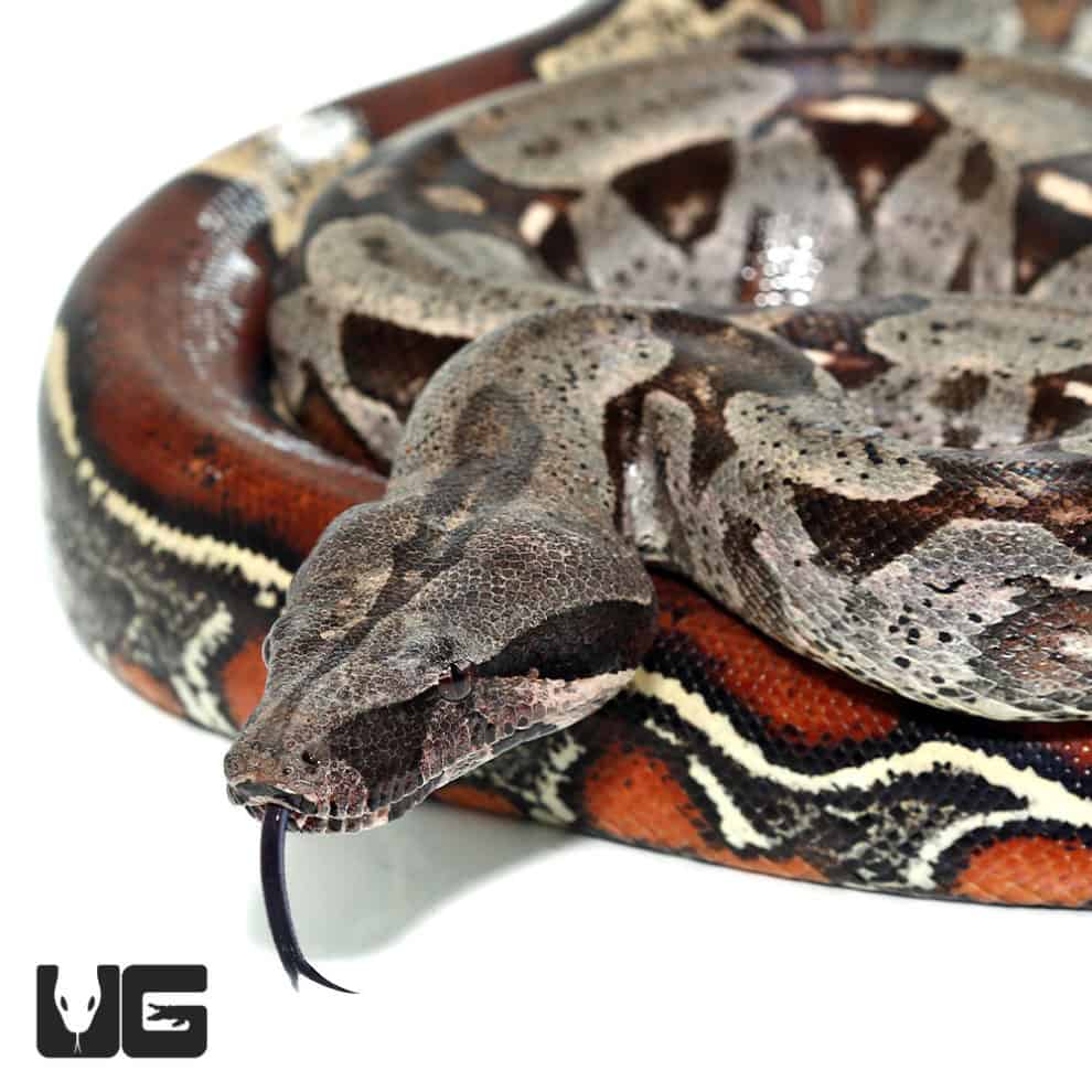 Guyana Redtail Boa (Boa c. constrictor) for sale - Underground Reptiles