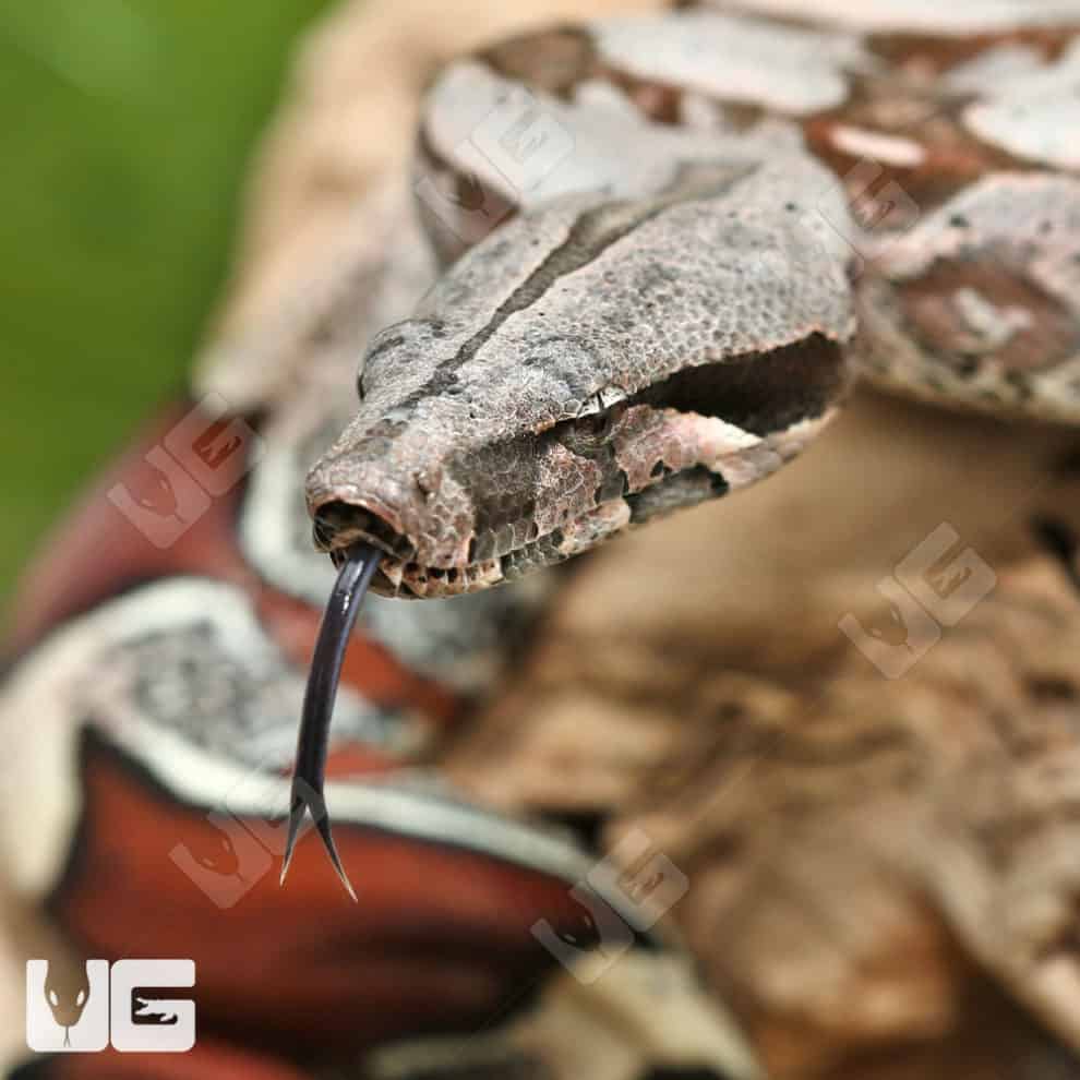 Guyana Redtail Boa (Boa c. constrictor) for sale - Underground Reptiles