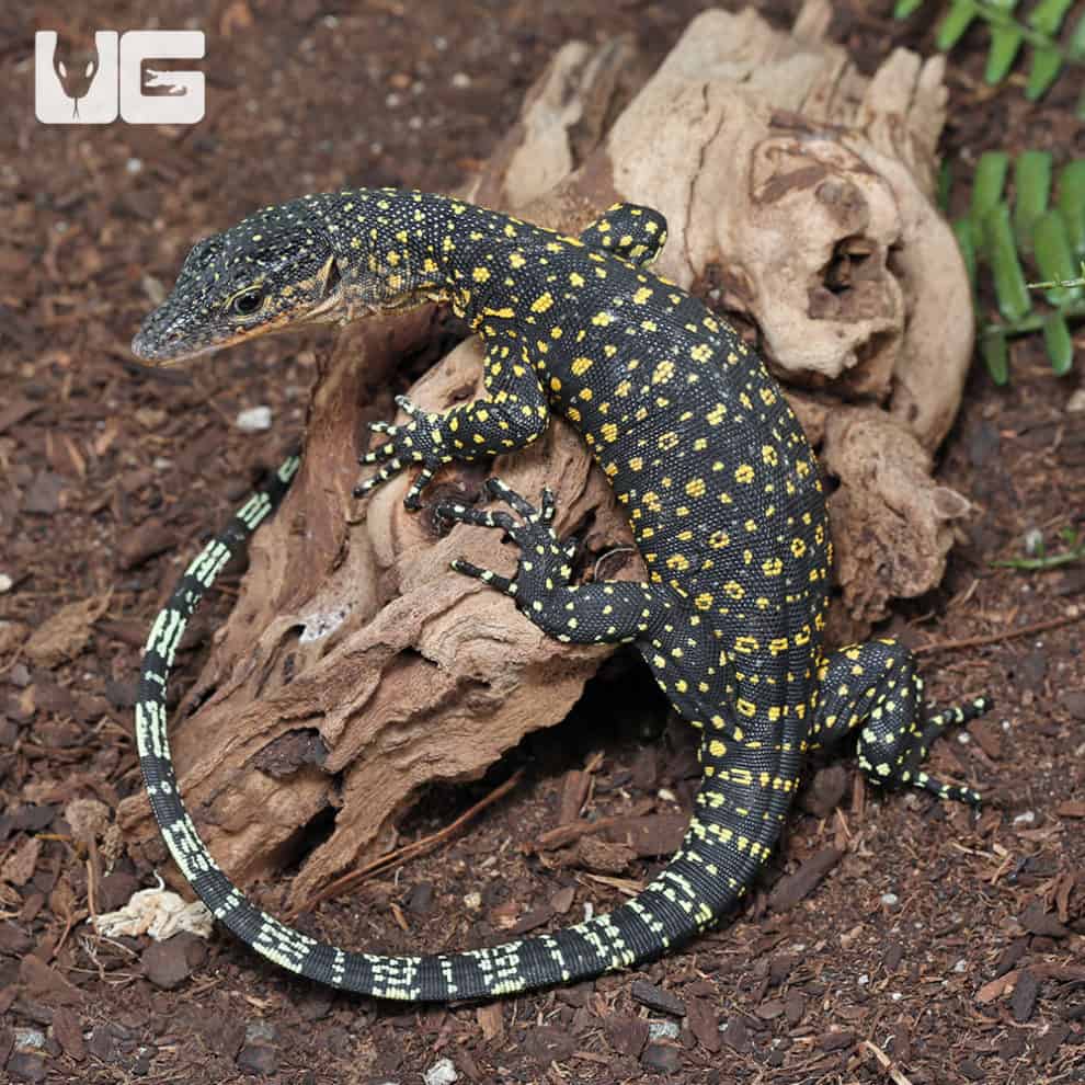 Baby Solomon Island Mangrove Monitor For Sale - Underground Reptiles
