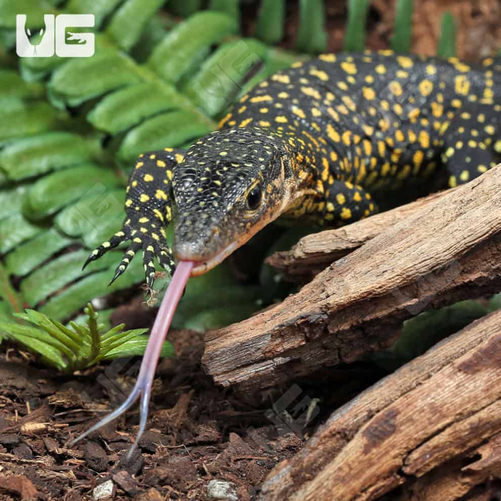 Baby Solomon Island Mangrove Monitor For Sale - Underground Reptiles