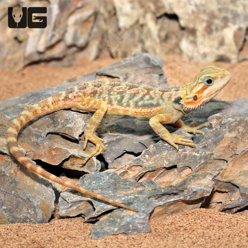 Tranlucent Leatherback Bearded Dragon For Sale - Underground Reptiles