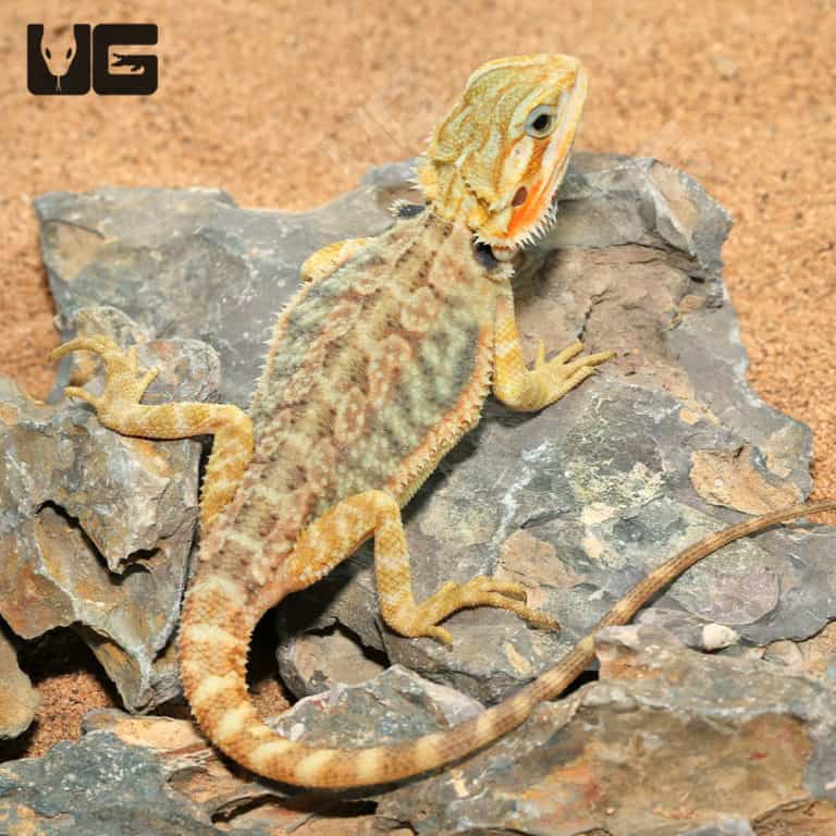 Tranlucent Leatherback Bearded Dragon For Sale - Underground Reptiles