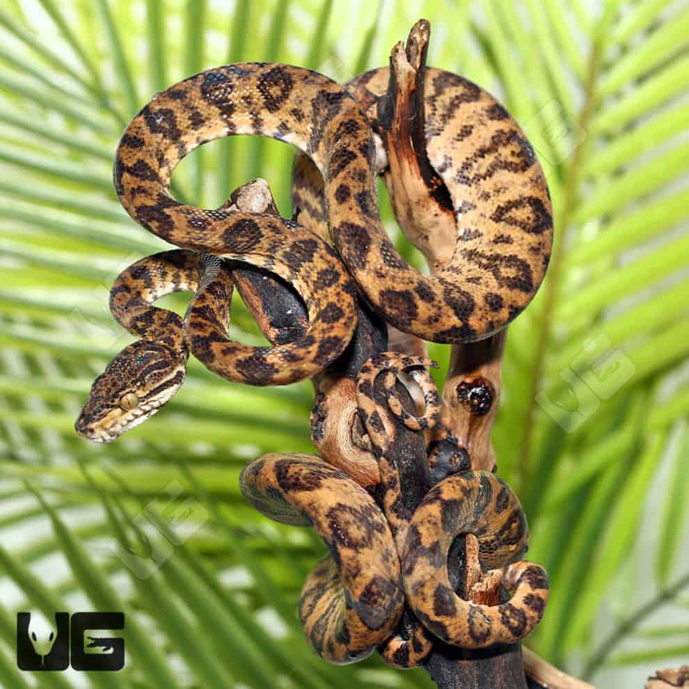 Boas For Sale - Underground Reptiles