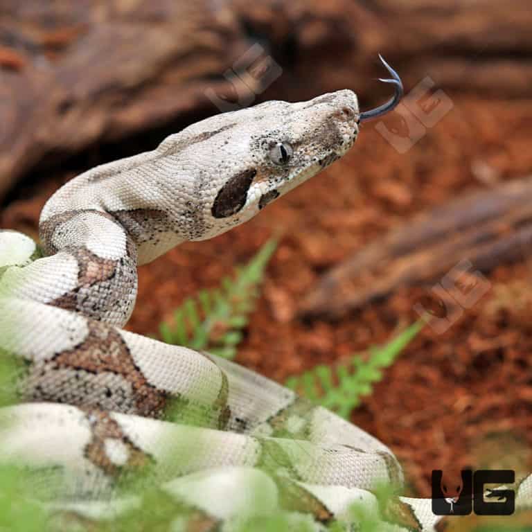 Reptiles for Sale - Snakes, Bearded Dragons, Turtles and More!