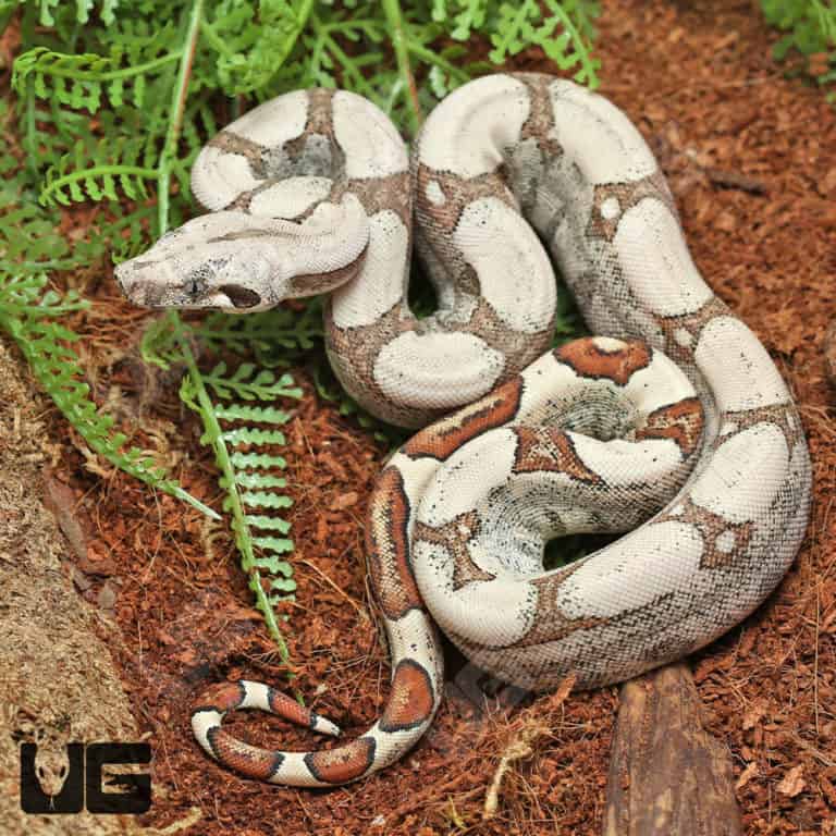 Baby Male Fire Redtail Boa (Boa constrictor imperator) For Sale ...