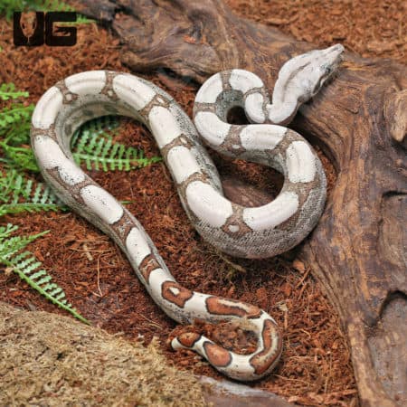 Baby Male Fire Redtail Boa (Boa constrictor imperator) For Sale ...