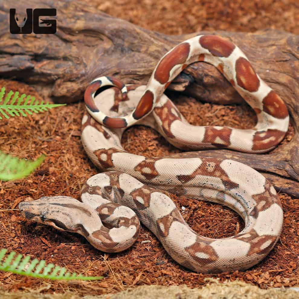 Baby Male Hypo Jungle Redtail Boa (Boa constrictor imperator) For Sale ...