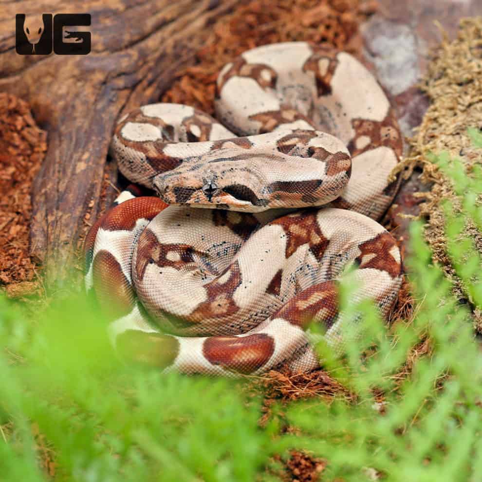 Baby Male Hypo Jungle Redtail Boa (Boa constrictor imperator) For Sale ...