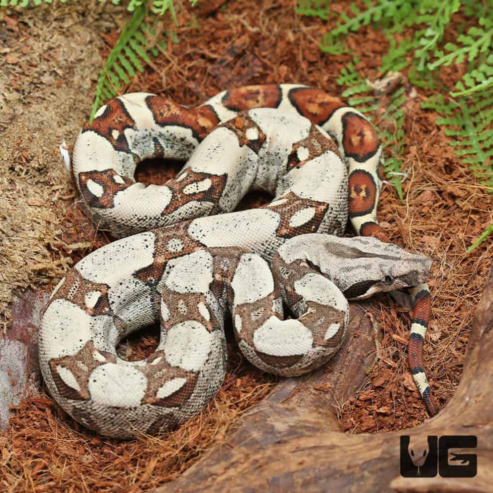 Baby Male Jungle Redtail Boa (Boa constrictor imperator) For Sale ...
