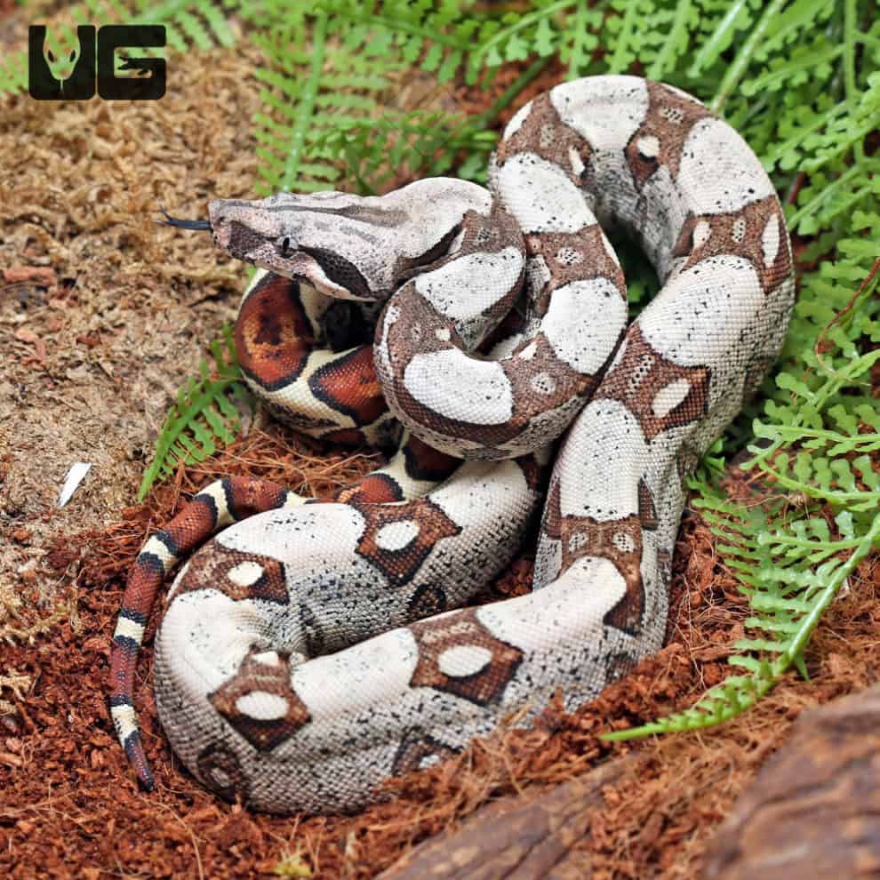 Baby Male Jungle Redtail Boa (Boa constrictor imperator) For Sale ...
