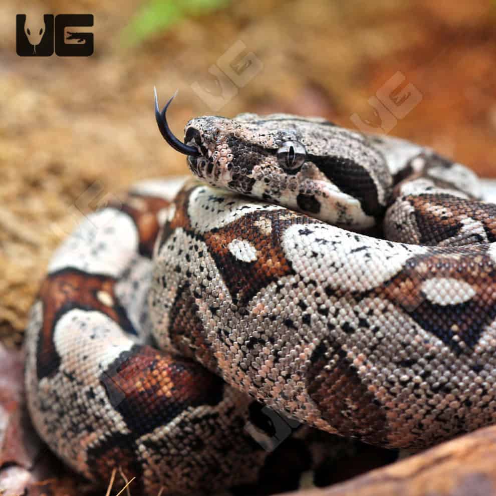Boas For Sale - Underground Reptiles