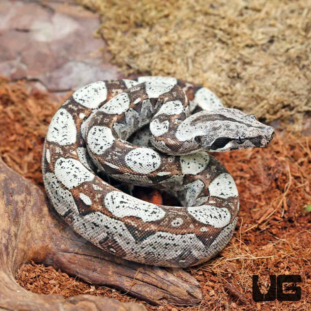 Boas For Sale - Underground Reptiles