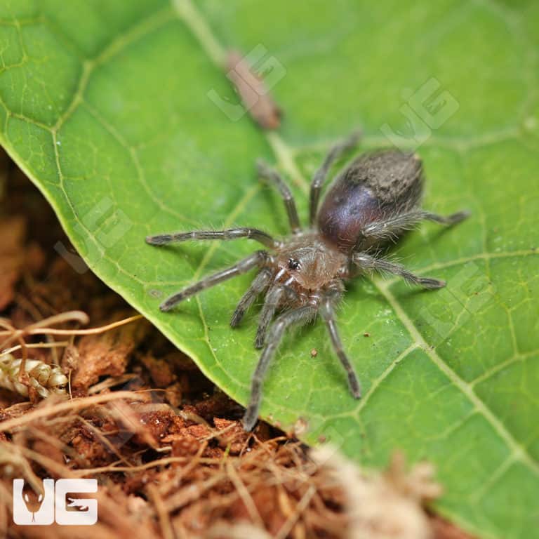 Mexican Black Velvet Tarantulas For Sale - Underground Reptiles