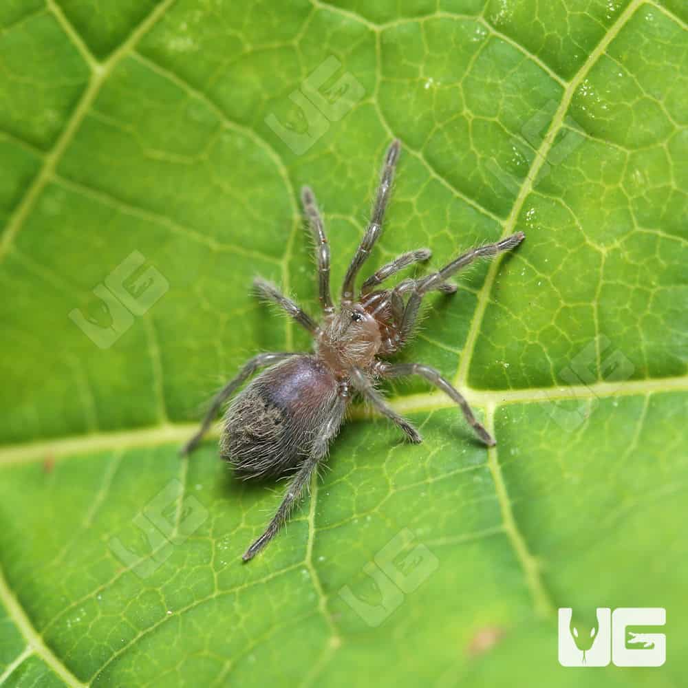 Mexican Black Velvet Tarantulas For Sale - Underground Reptiles