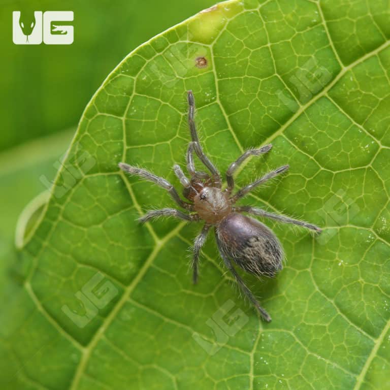 Mexican Black Velvet Tarantulas For Sale - Underground Reptiles