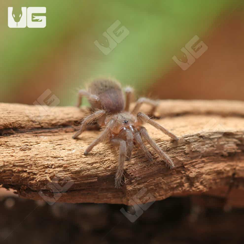 Mexican Rose Grey Tarantula (Brachypelma verdezi) For Sale ...