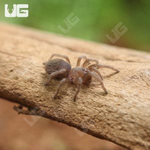 Mexican Rose Grey Tarantula (Brachypelma verdezi) For Sale ...