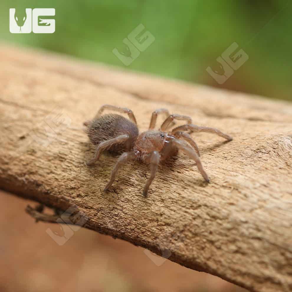 Mexican Rose Grey Tarantula (Brachypelma verdezi) For Sale ...