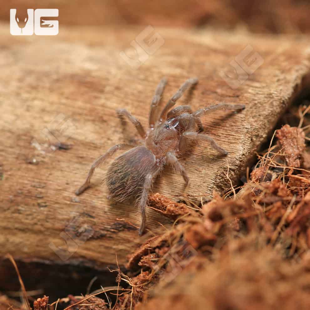 Mexican Rose Grey Tarantula (Brachypelma verdezi) For Sale ...