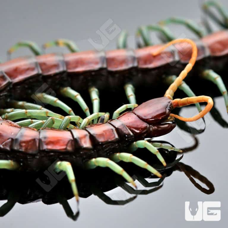 Mint Leg Centipede (Scolopendra Sp. 'Mint Legs') For Sale - Underground ...