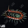 Mint Leg Centipede (Scolopendra Sp. 'Mint Legs') For Sale - Underground ...