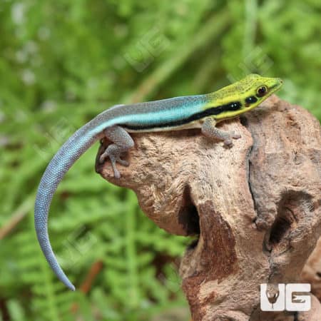 Peacock Day Geckos For Sale - Underground Reptiles