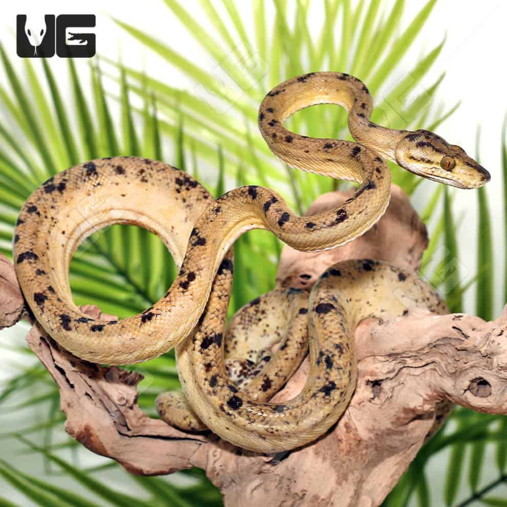 All Snakes For Sale - Underground Reptiles