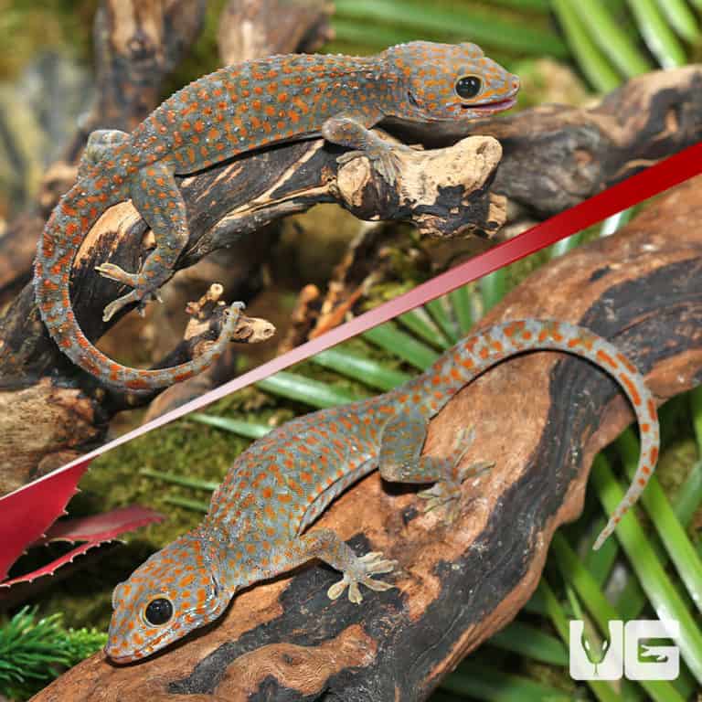 Other Geckos For Sale - Underground Reptiles