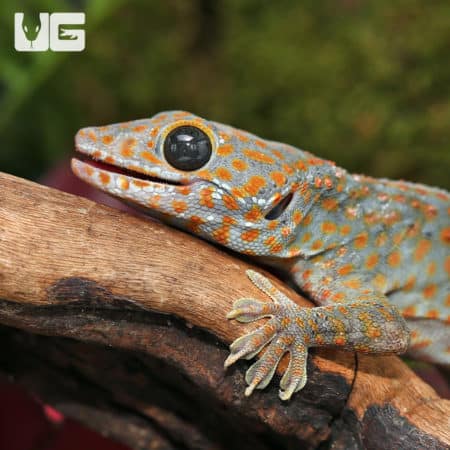 Reptiles for Sale - Snakes, Bearded Dragons, Turtles and More!