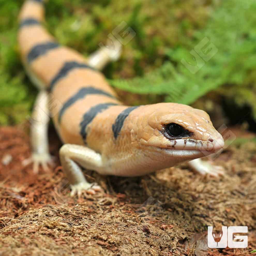 Peter's Banded Skinks (Scincopus fasciatus) For Sale - Underground Reptiles