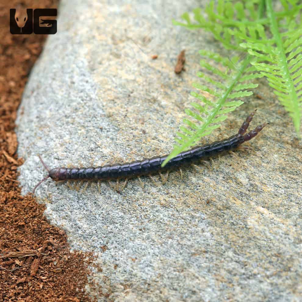 Purple Twin Tail Centipede (Sterropristes Violaceus) For Sale ...