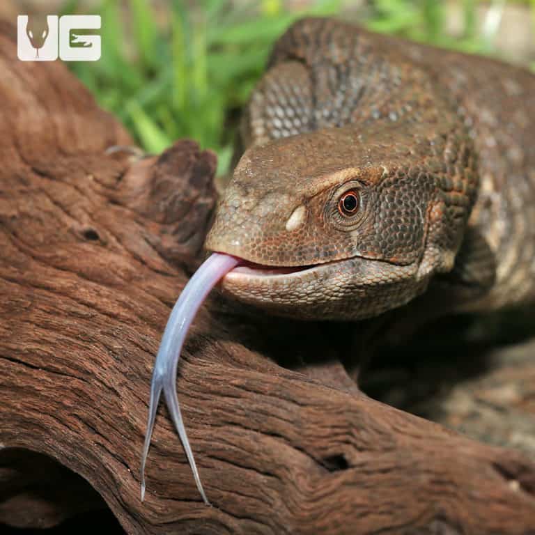 Underground Reptiles - Exotic Reptiles, Amphibians, Lizards and Mammals