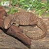 Underground Reptiles - Exotic Reptiles, Amphibians, Lizards and Mammals