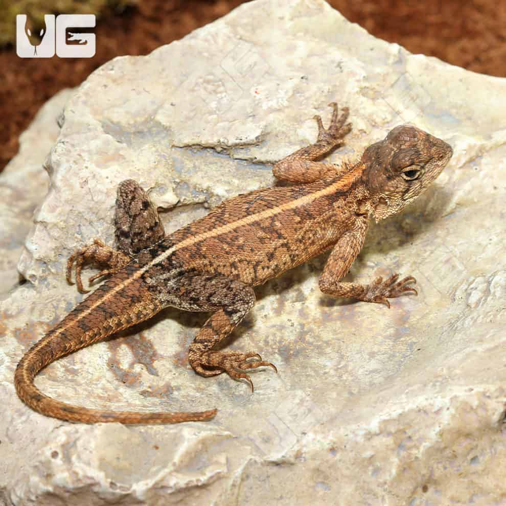Other Lizards For Sale - Underground Reptiles