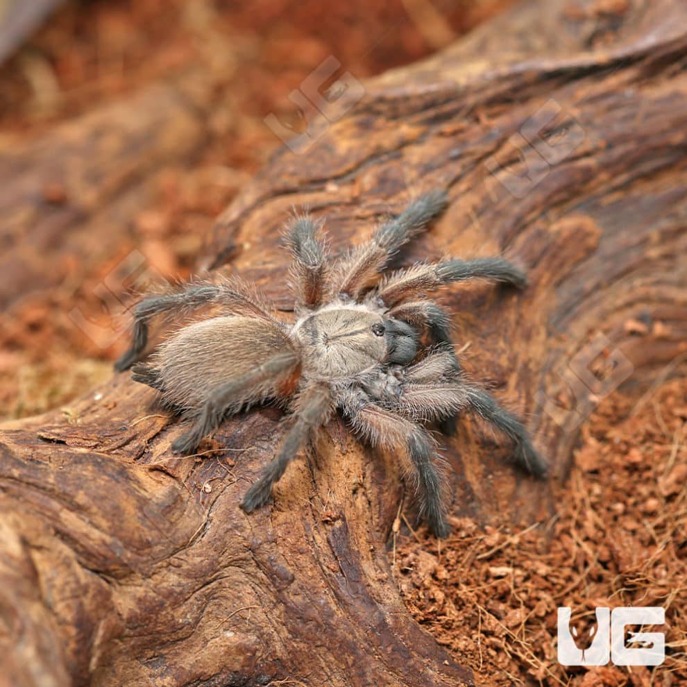 Socotra Island Blue Baboon Tarantula For Sale - Underground Reptiles