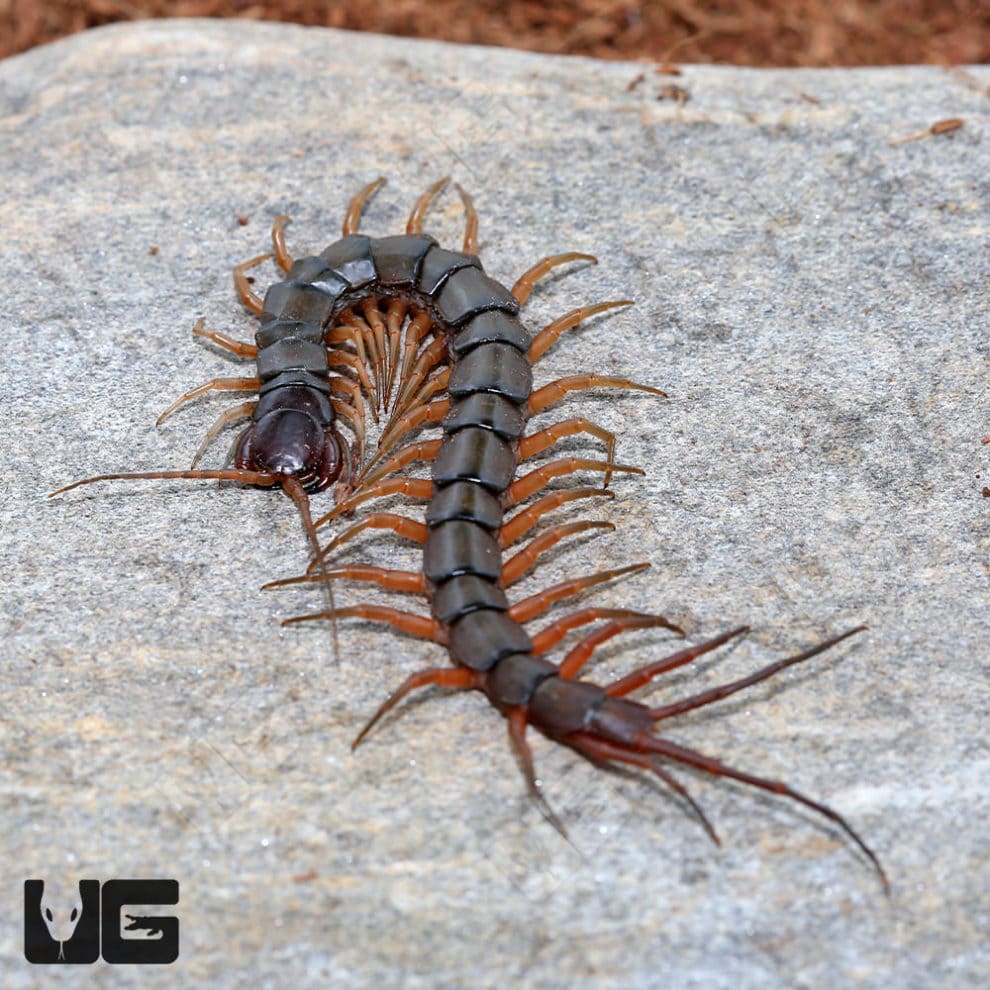Solomon Island Centipedes For Sale - Underground Reptiles
