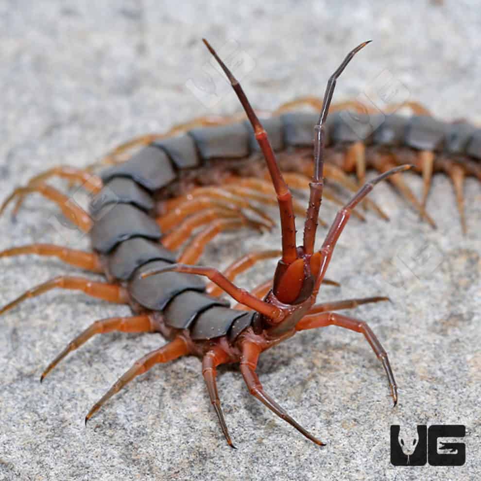 Centipedes, Millipedes and More For Sale - Underground Reptiles