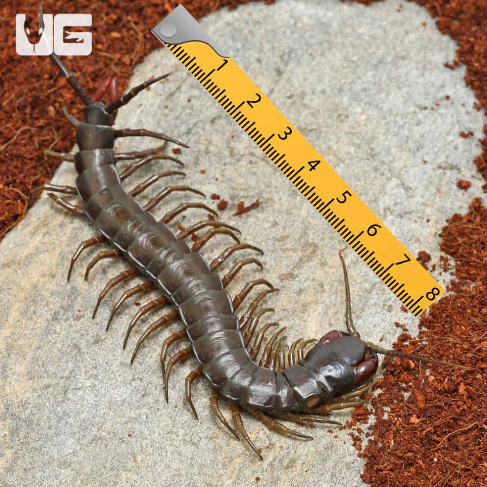 Solomon Island Giant Centipede for sale - Underground Reptiles