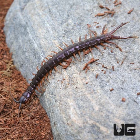 Solomon Island Purple Centipede for sale - Underground Reptiles