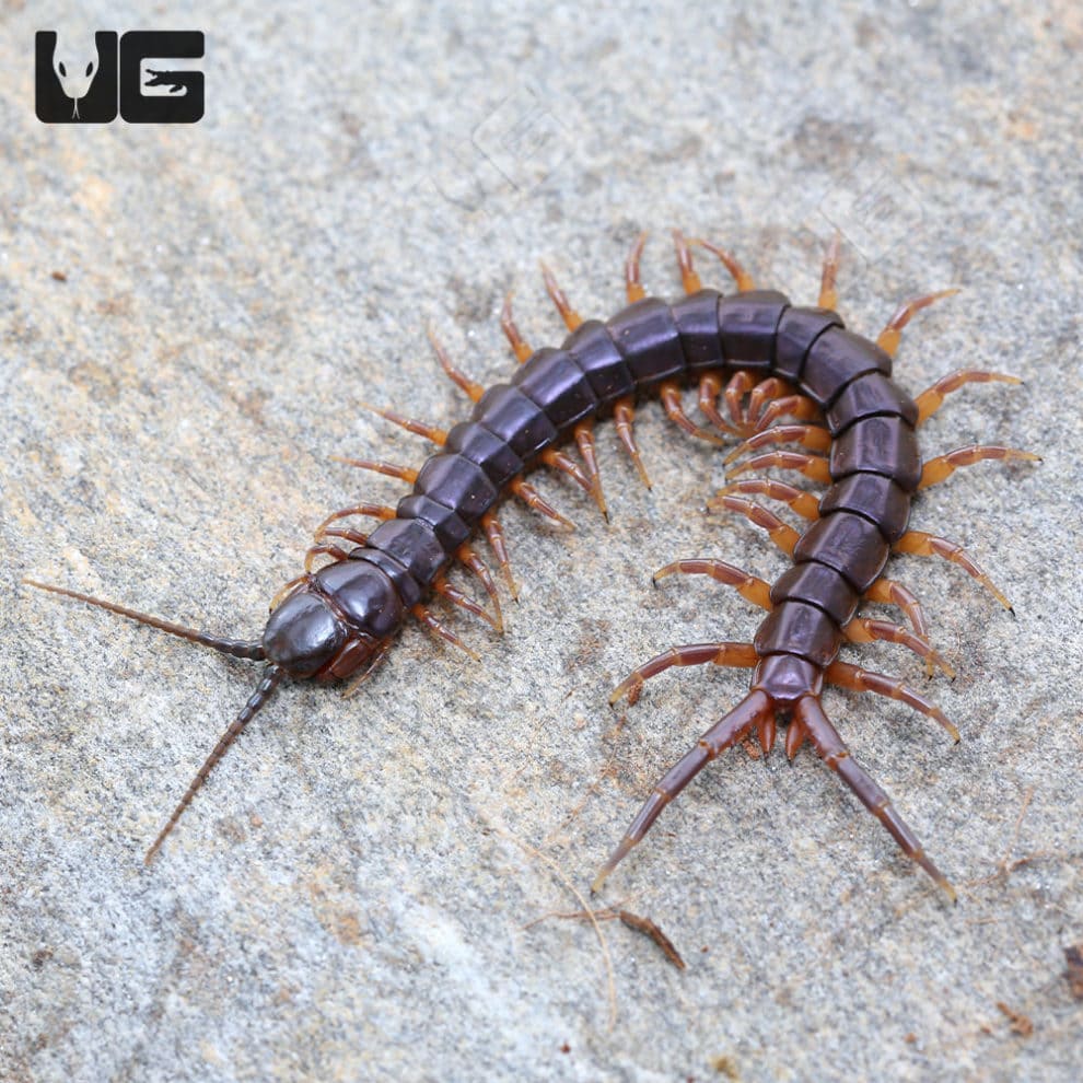 Solomon Island Purple Centipede for sale - Underground Reptiles