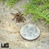 Inverts For Sale - Spiders, Scorpions & More - Underground Reptiles