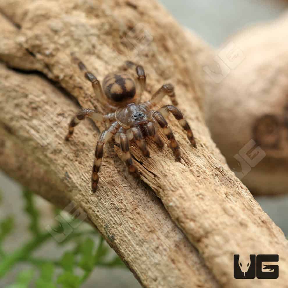Sunda Tree Trapdoor Spiders For Sale - Underground Reptiles