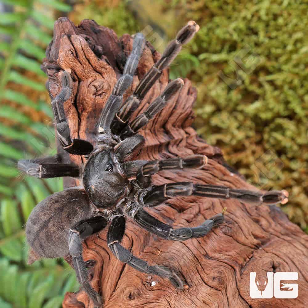Thai Black Tarantulas For Sale - Underground Reptiles
